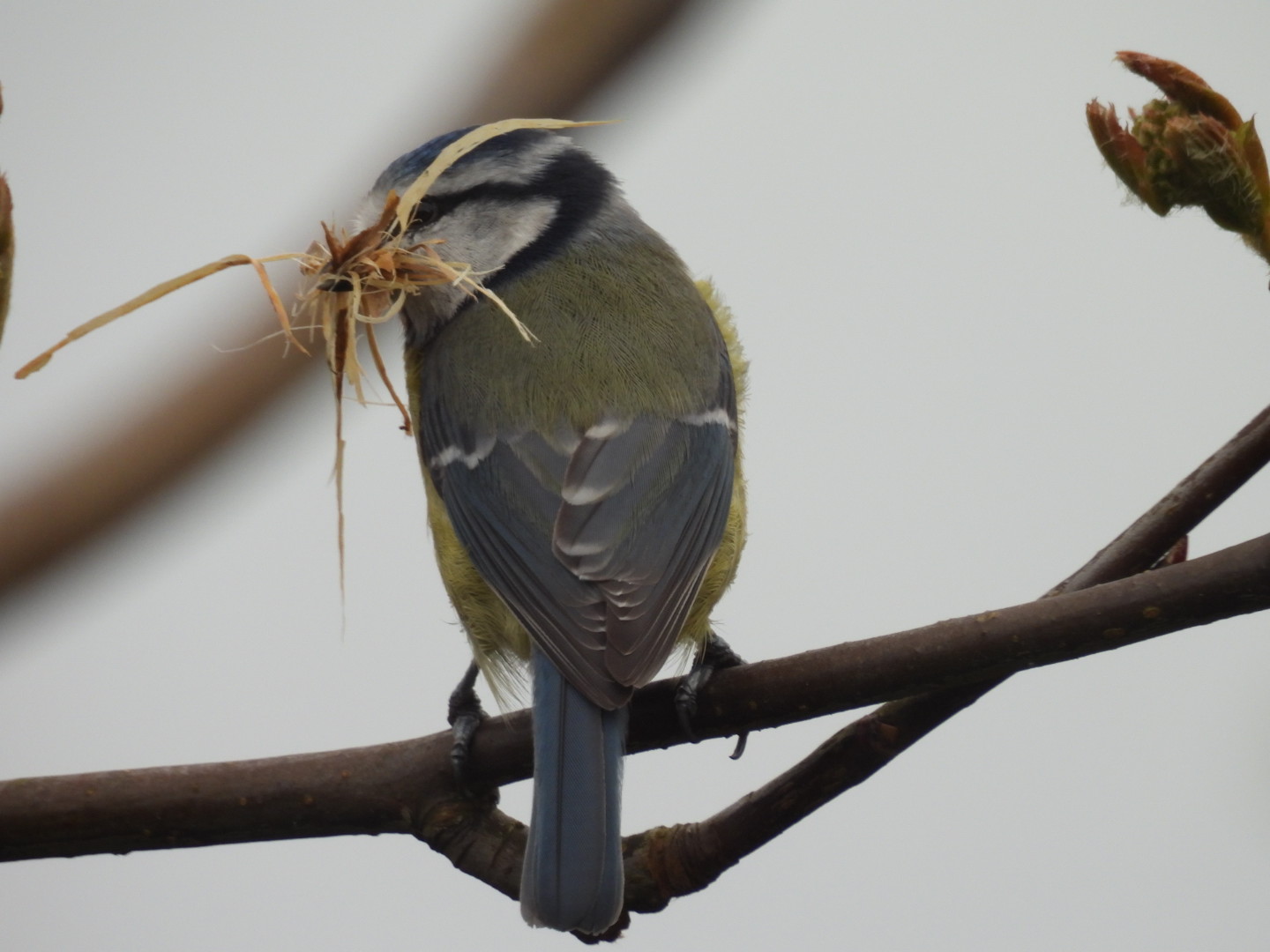 Local Bird Watching Group – OiR Ayr