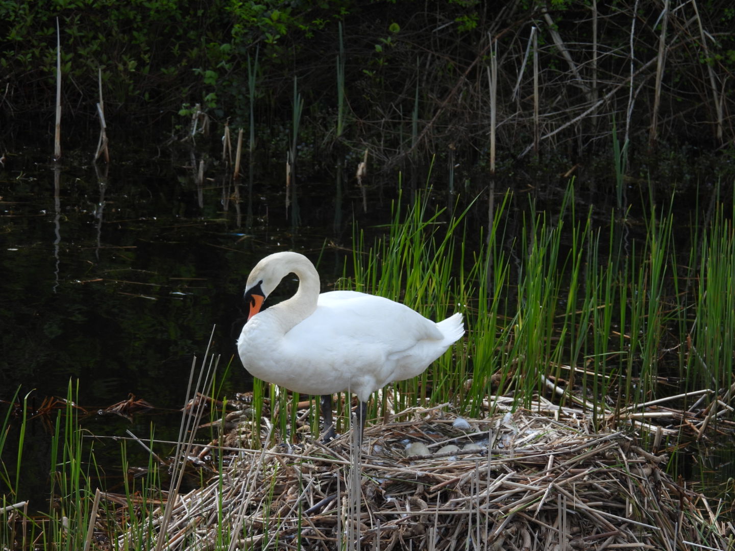 Local Bird Watching Group – OiR Ayr